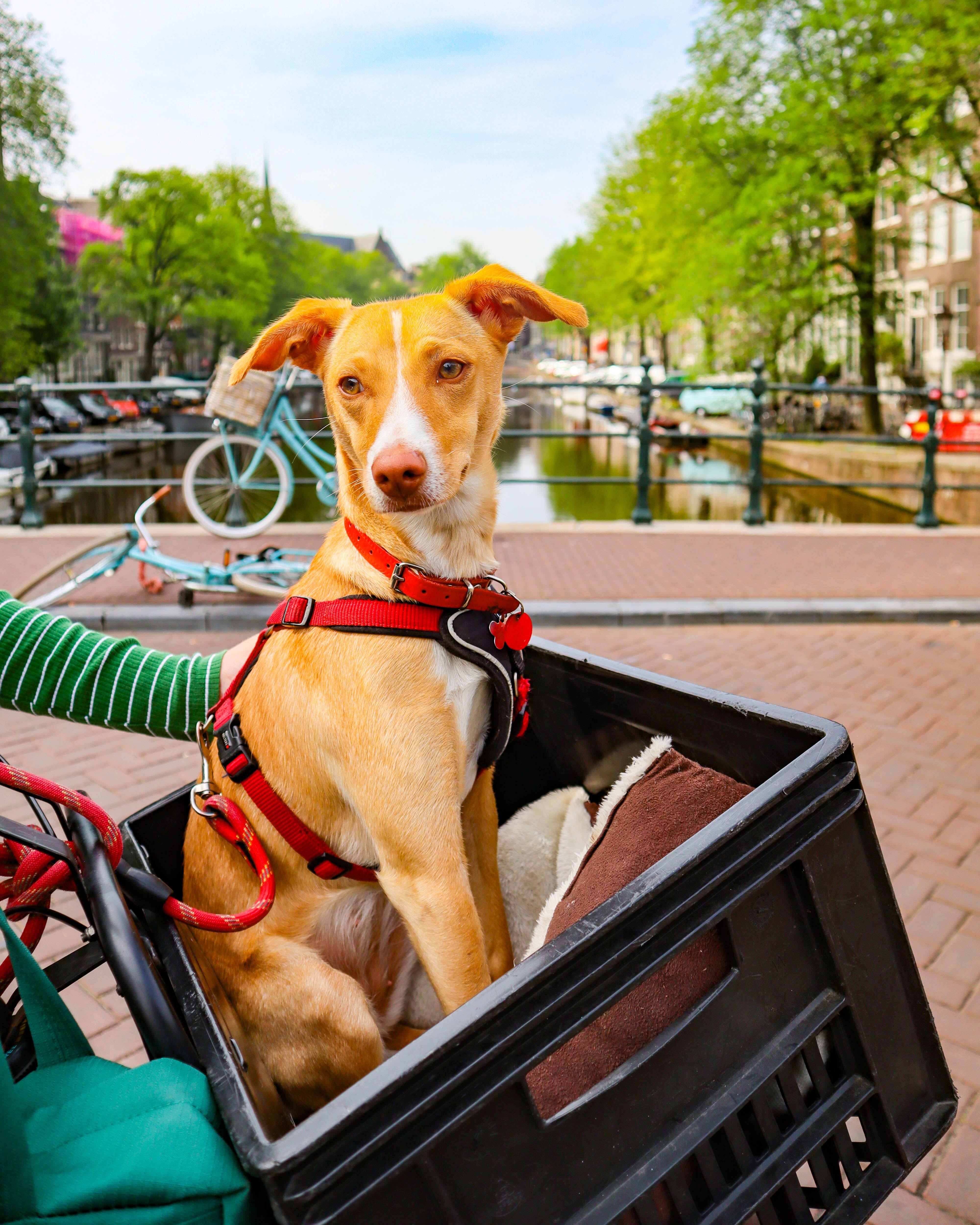 What does "airline approved" really mean for pet carriers? - Travel Bl ...