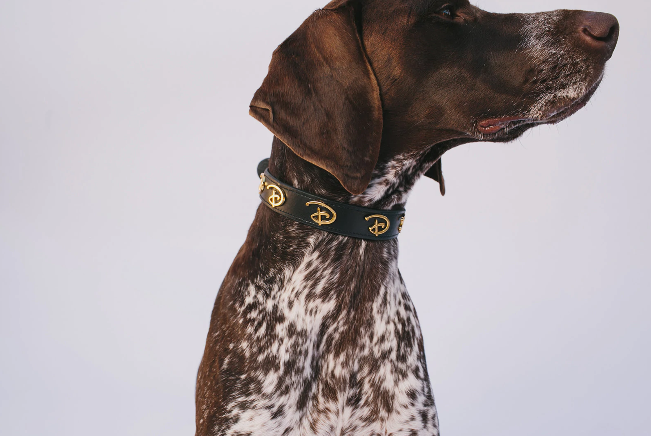 Licensed Characters Collars – 3 Red Rovers