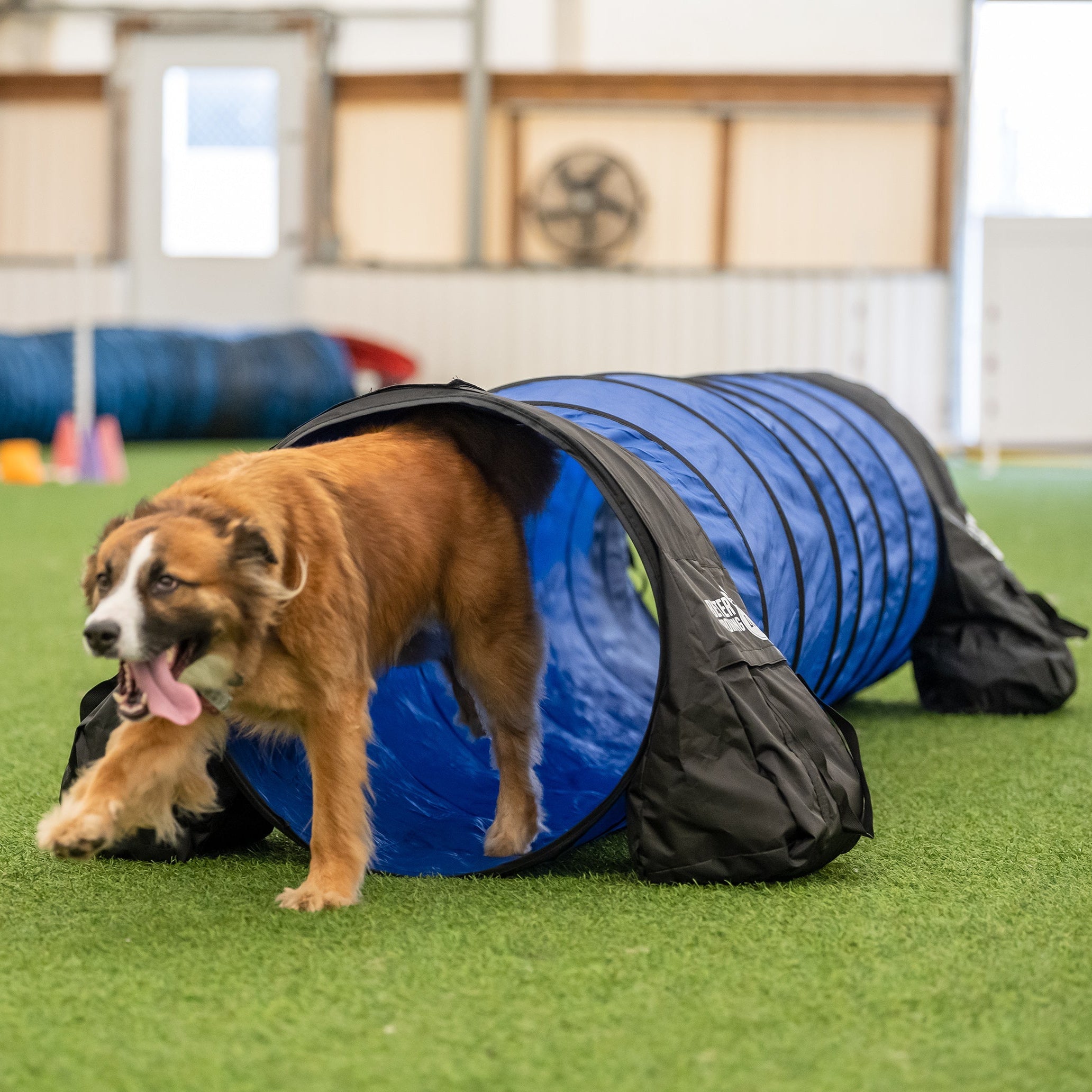 Better Sporting Dogs 10 ft Dog Agility Tunnel with Sandbags – Training ...